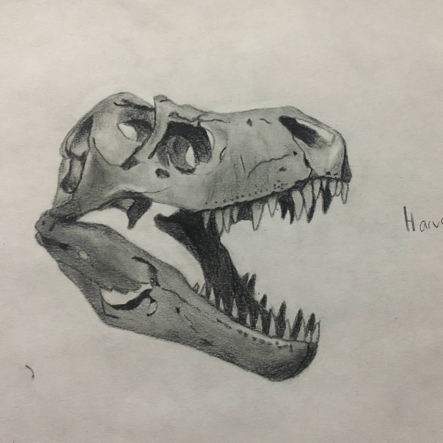 T rex Skull Drawing By Harvey2314 On DeviantArt t-rex-skull-drawing-by-harvey2314-on-deviantart