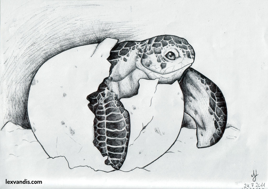 Turtle Birth By Lexvandis On Deviantart