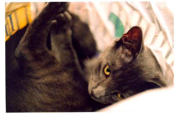 Trash Kitty by agawa on DeviantArt
