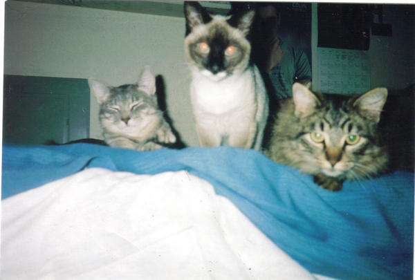 three kittys on a bed by Tizzy-chan on DeviantArt