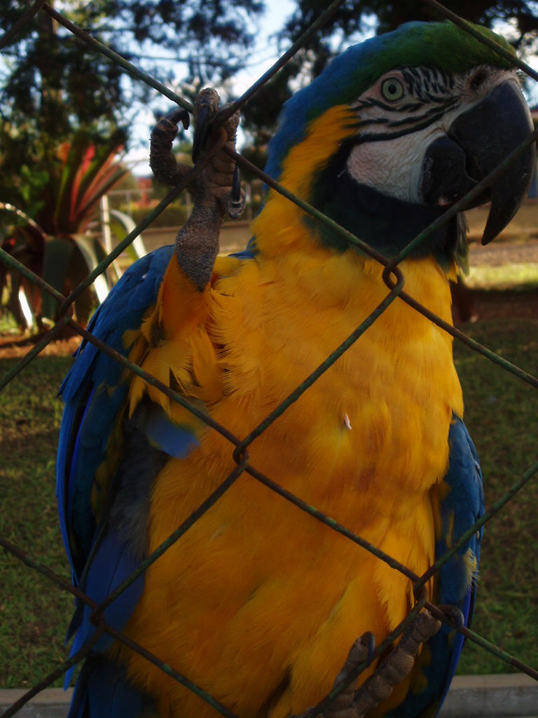 loro by kramer989 on DeviantArt