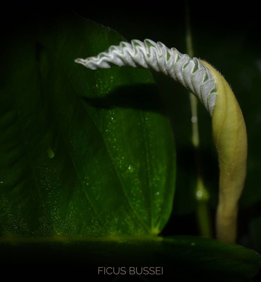 Ficus Bussei Flori By Franticmezmer On Deviantart