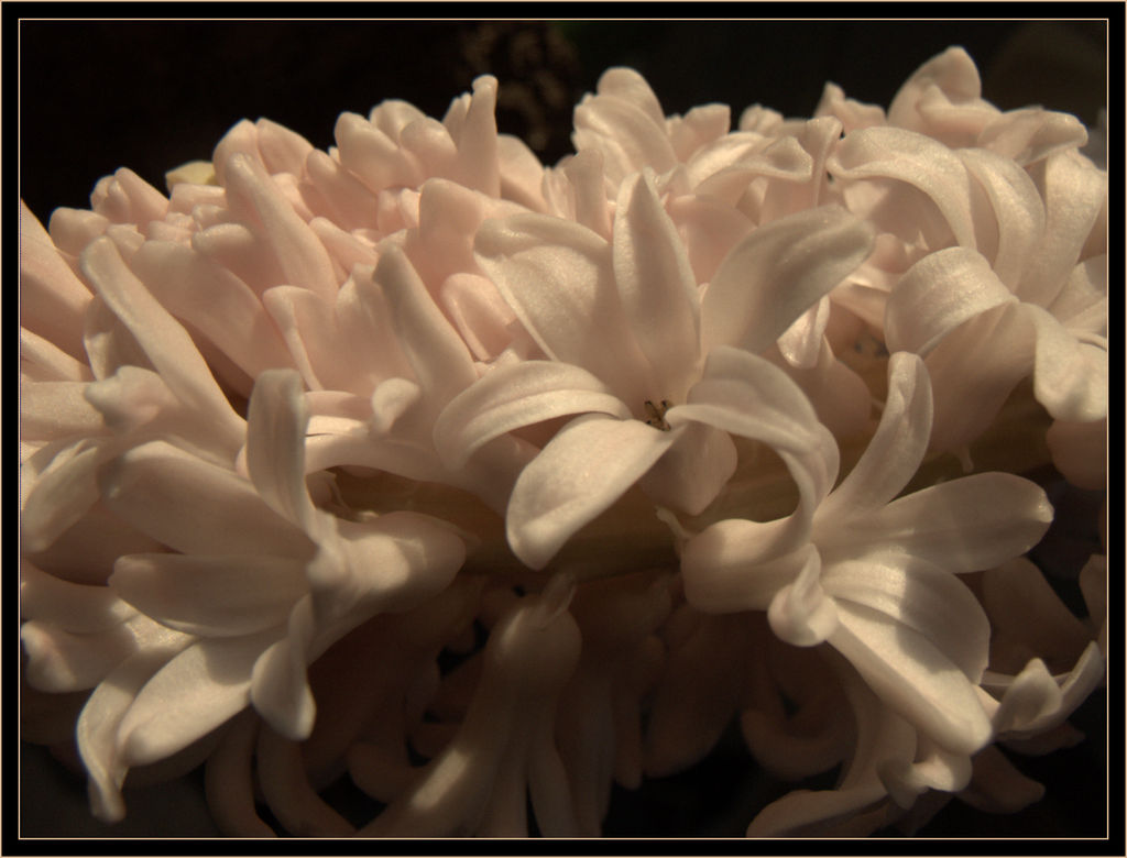 The Hyacinth by FranticMezmer on DeviantArt
