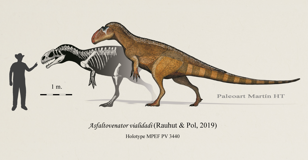 Asfaltovenator vialidadi by Hoatziraptor on DeviantArt Asfaltovenator vialidadi by Hoatziraptor on DeviantArt