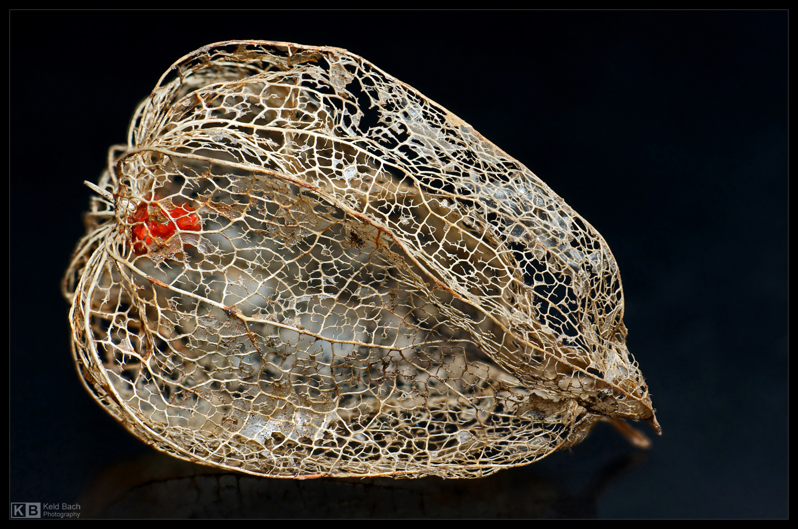 Chinese Lantern Skeleton By KeldBach On DeviantArt chinese-lantern-skeleton-by-keldbach-on-deviantart