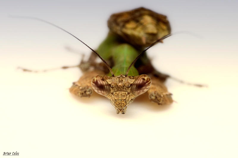13.Acromatis formosana by Bullter on DeviantArt