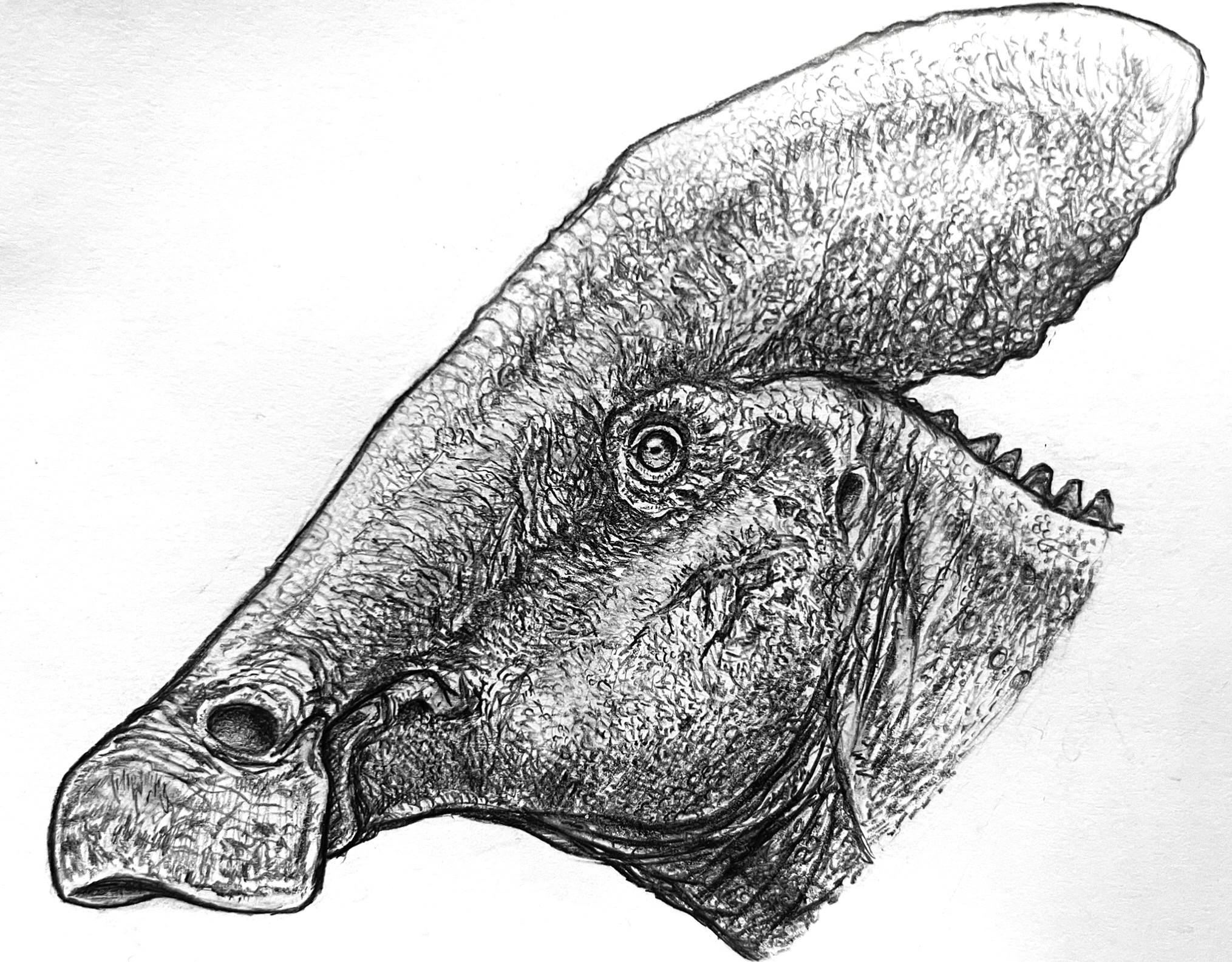 Tlatolophus galorum by Everett1107 on DeviantArt Tlatolophus galorum by Everett1107 on DeviantArt