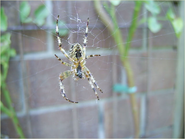 spider by AnniOturnaround on DeviantArt
