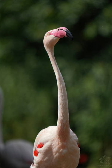 Roseate Spoonbill Standing by charfade on DeviantArt Roseate Spoonbill Standing by charfade on DeviantArt