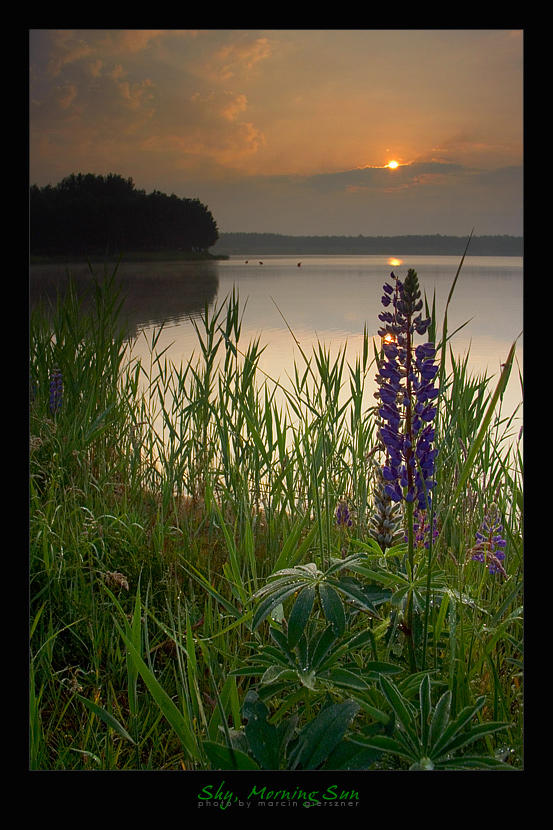 Shy, Morning Sun... by yonashek on DeviantArt