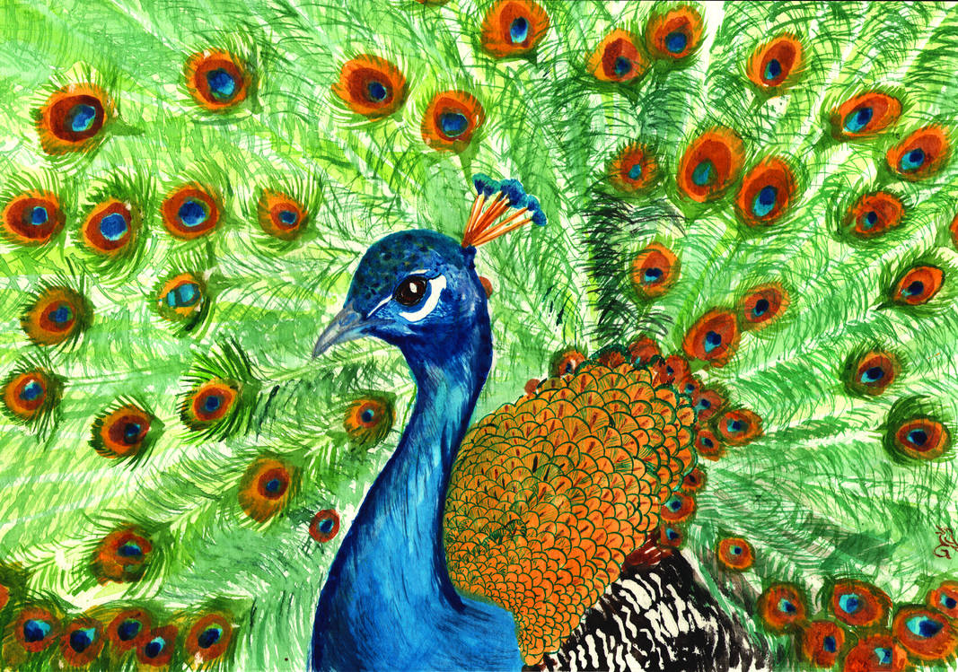 Peacock By Birdgvee On Deviantart