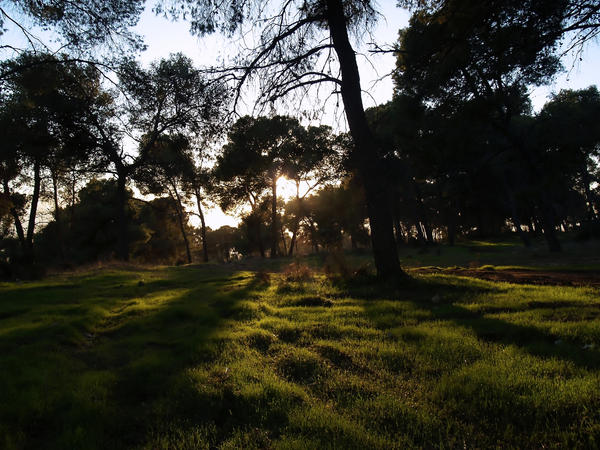Balfour forest by alexpolak on DeviantArt