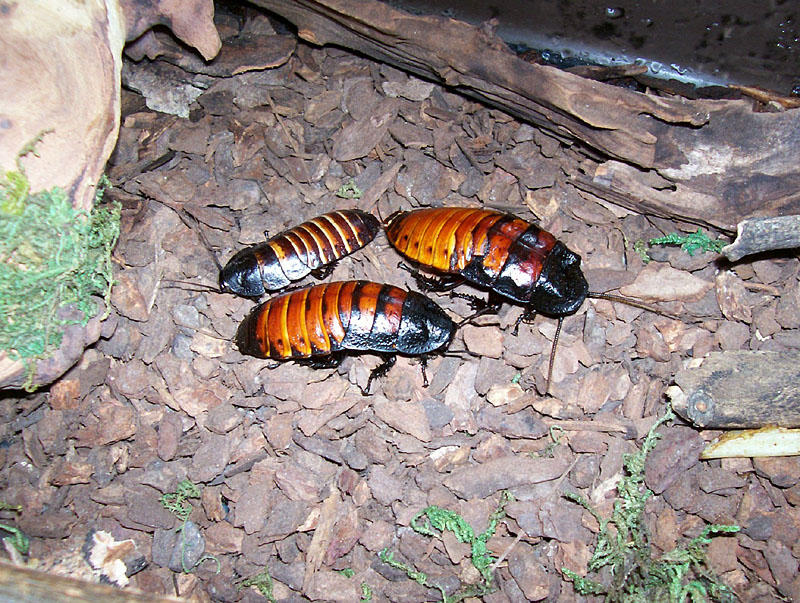 Cockroaches by Blattaphile on DeviantArt