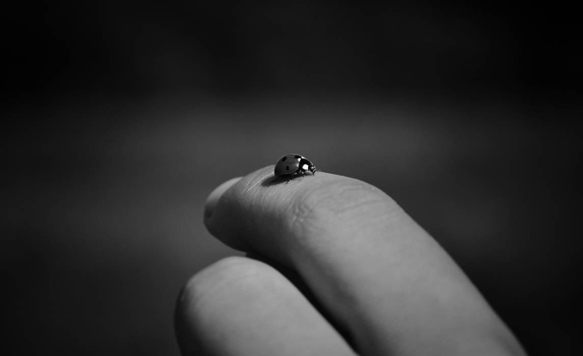 Ladybug By Eugen77 On Deviantart