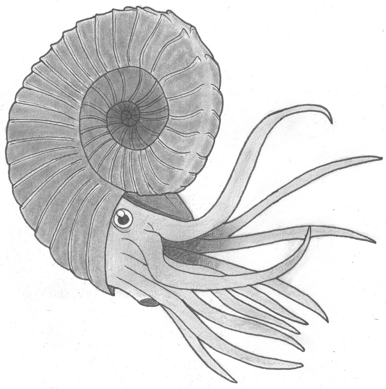 Ammonite By Amypteride On DeviantArt ammonite-by-amypteride-on-deviantart