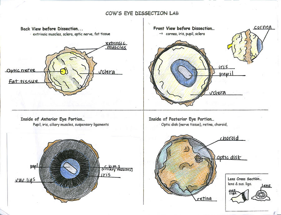 Cow Eye Dissection By Tiggerbaby1122 On DeviantArt cow-eye-dissection-by-tiggerbaby1122-on-deviantart