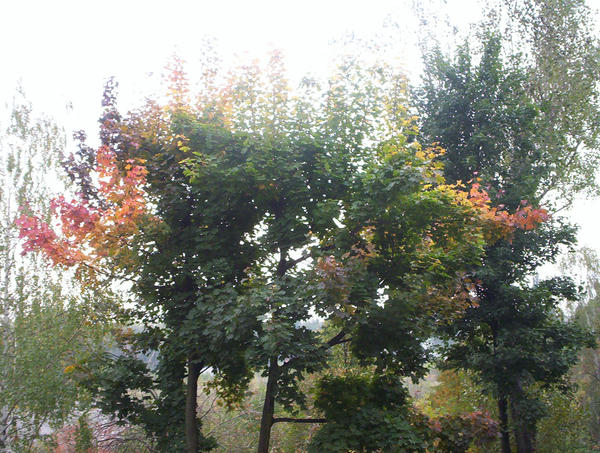 Autumn... by trojanhunter on DeviantArt