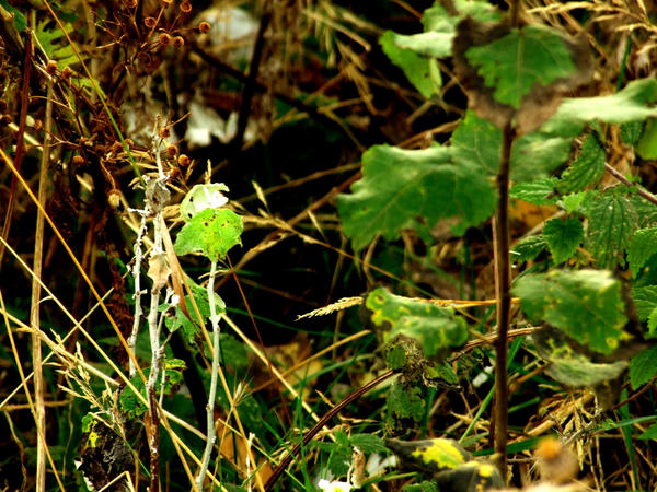 Unwanted Weeds by renaissance04 on DeviantArt