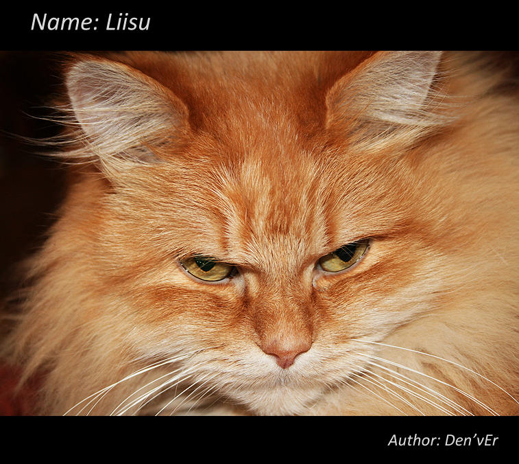 Liisu by d3nver on DeviantArt