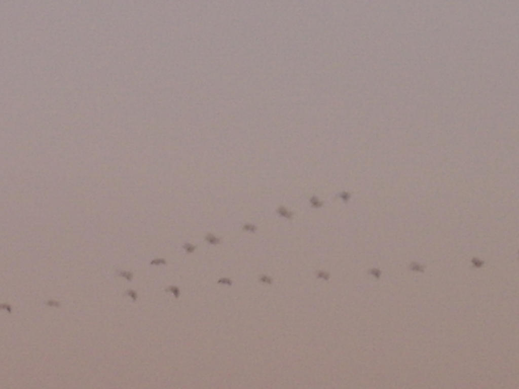Birds migrating North by MagnoliaGrandiflora on DeviantArt Birds migrating North by MagnoliaGrandiflora on DeviantArt
