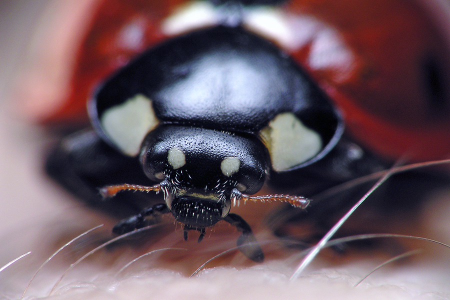 Ladybug's face by biretta on DeviantArt