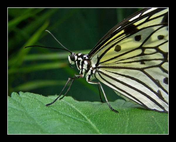 portrait of a butterfly by sundance73 on DeviantArt