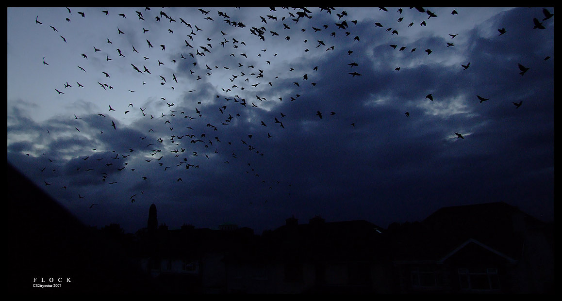 FLOCK by CS2tryouter on DeviantArt