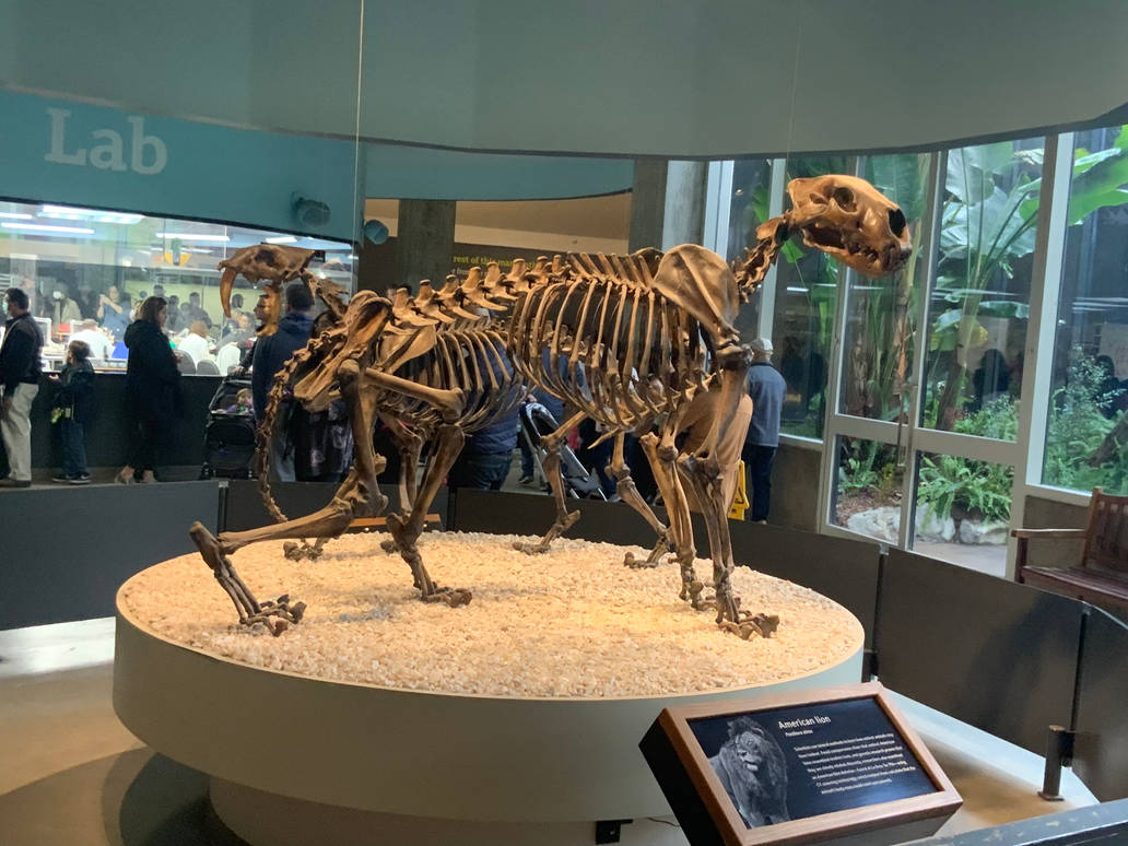 American Lion Skeleton By Indragonsaur On Deviantart