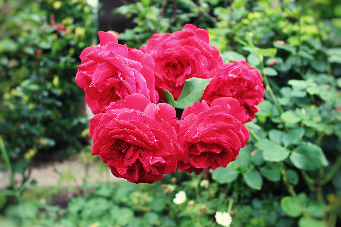 Rose Bouquet By Miz Inthesky On Deviantart