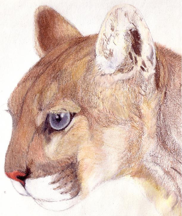 Puma by Coeurchant on DeviantArt