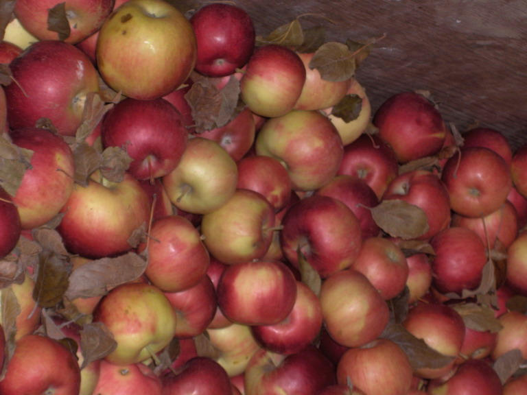 Apple Jumble by friendlygiant307 on DeviantArt