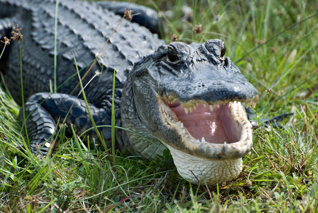 gator mouth by KarlART on DeviantArt