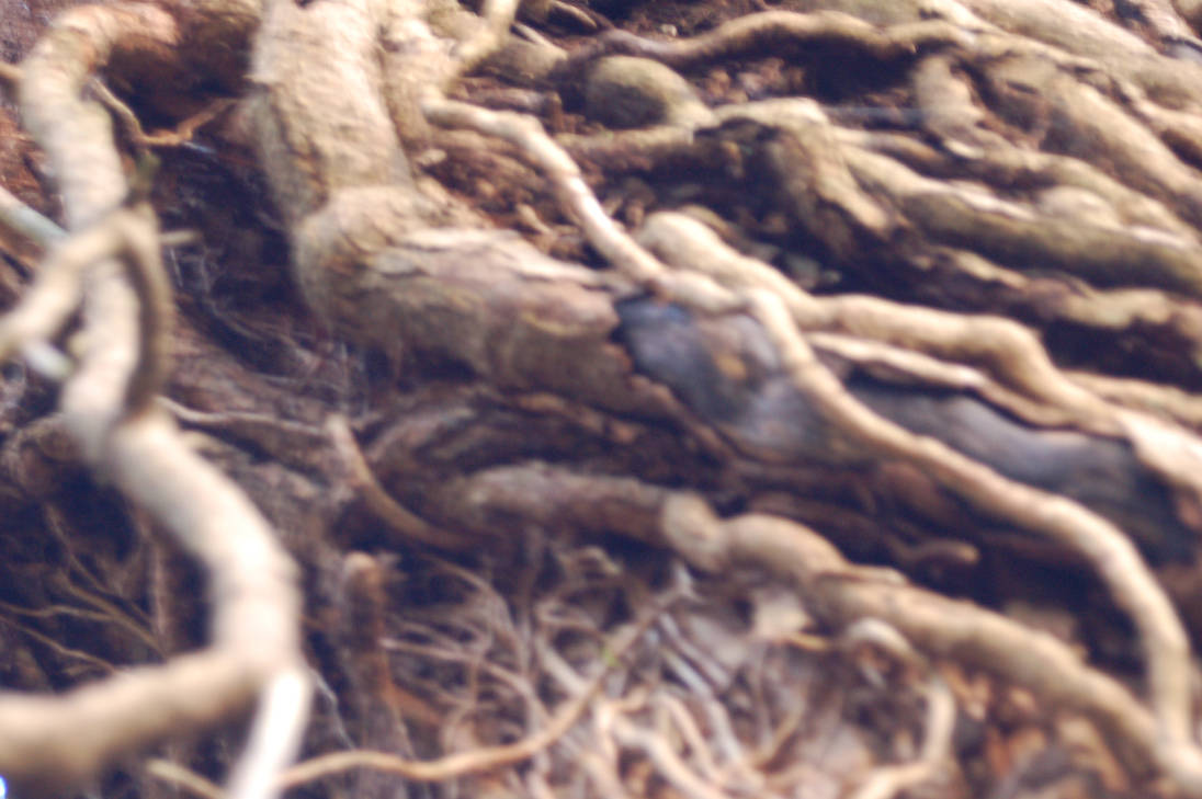 entwining roots by clairesam1 on DeviantArt
