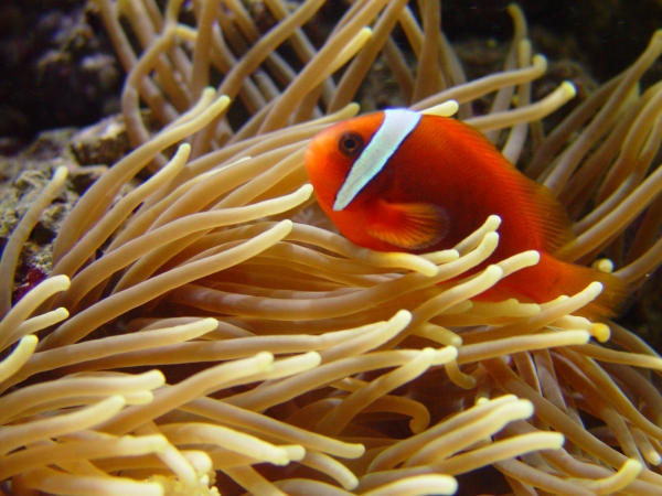 Fish and anemone by joecichlid on DeviantArt