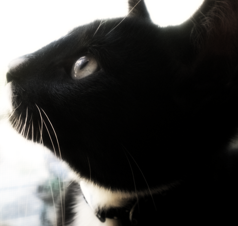 Transfixed By Beliestheiris On Deviantart
