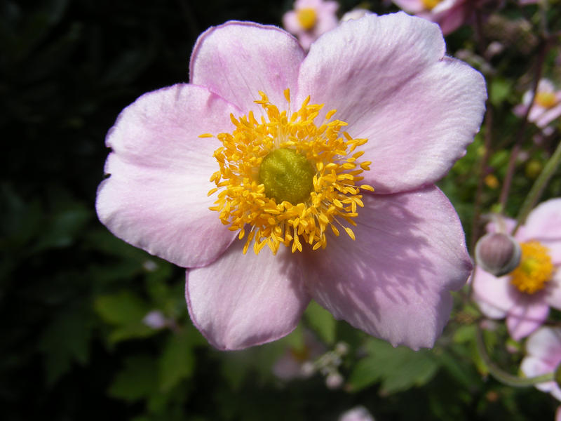 flower by notorious-liar on DeviantArt