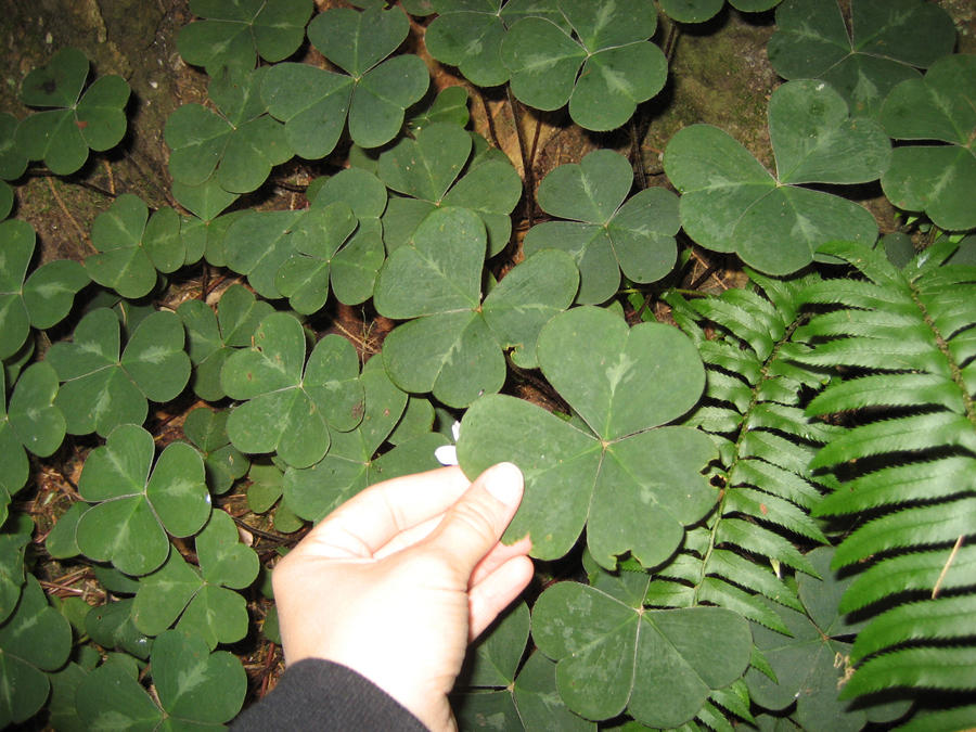 Big clover by jakilove on DeviantArt