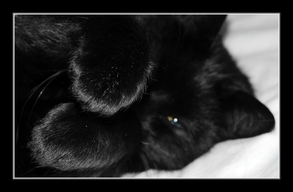 Peeking Pussy By Tula Montage On Deviantart