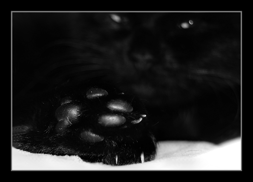 Pussy Paws By Tula Montage On Deviantart