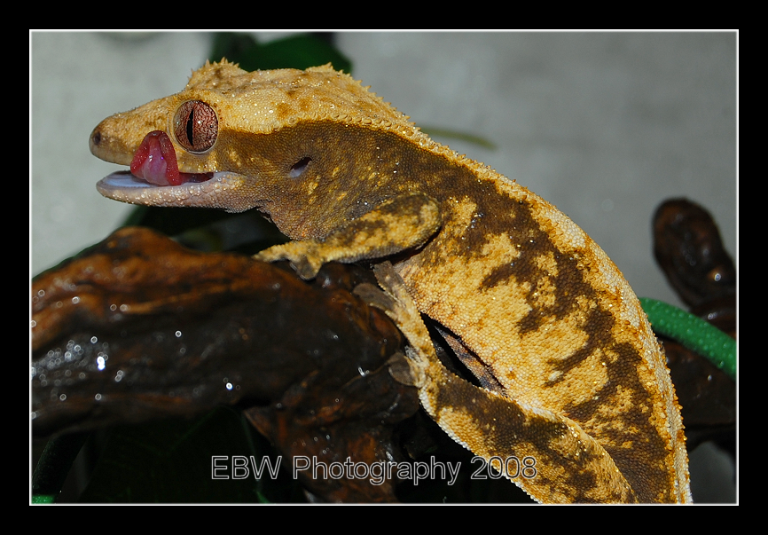 Licky Licky Sticky Sticky Ii By Tula Montage On Deviantart