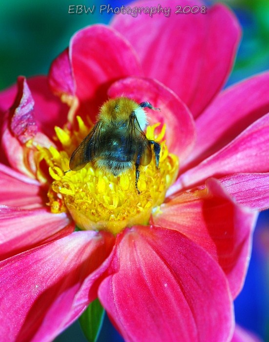 Buzzy Bee By Tula Montage On Deviantart
