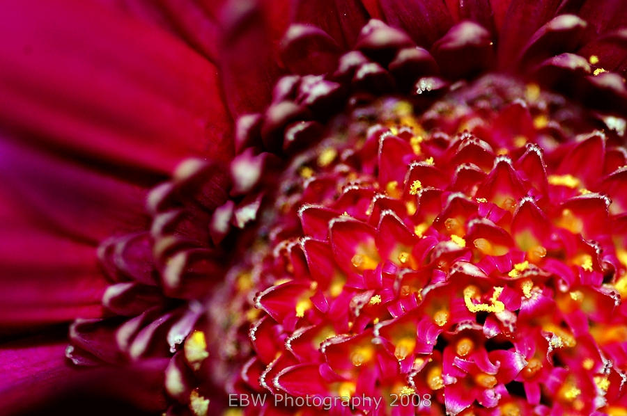 Purple Daisy By Tula Montage On Deviantart