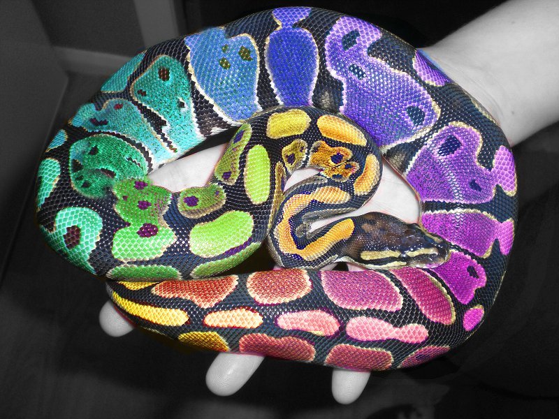 Rainbow Royal By Tula Montage On Deviantart