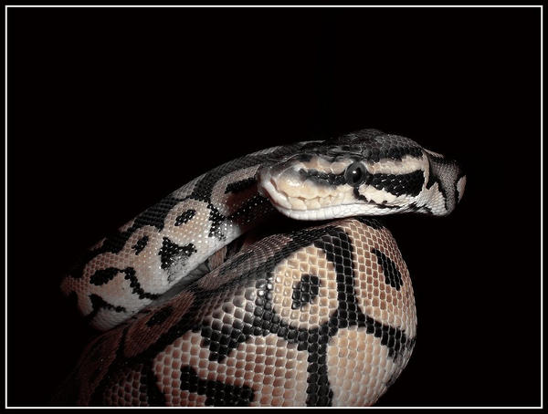Black Pastel By Tula Montage On Deviantart