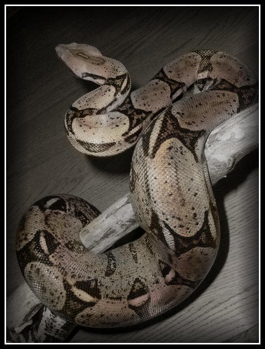 Big Bitch By Tula Montage On Deviantart