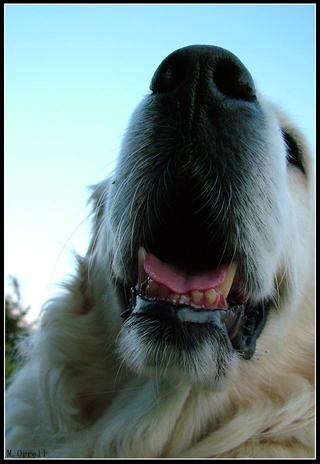 hear her roar by mikey-moo on DeviantArt