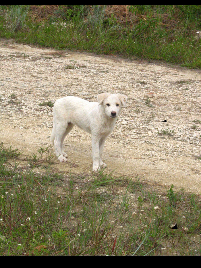 So Cute.::. by Douko on DeviantArt