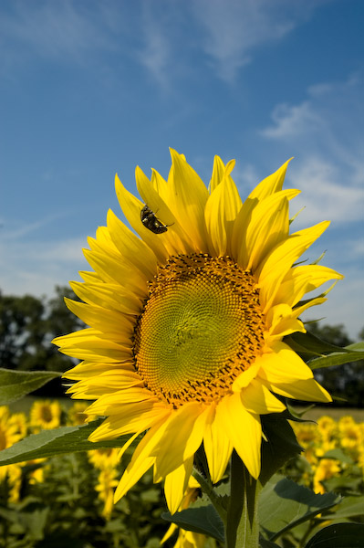 Sunflowers by seicer on DeviantArt