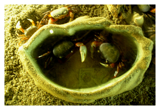 A Crabby Tale: Crab Spa by shittyPOOP on DeviantArt