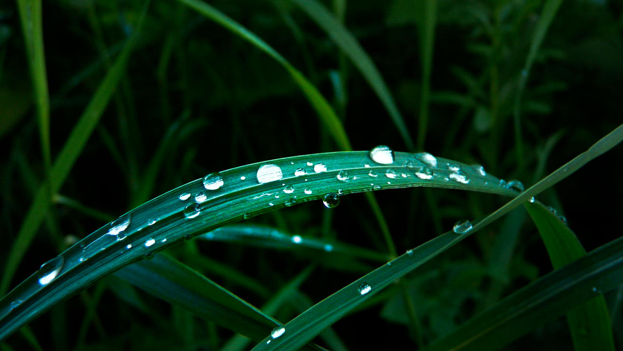 Mystical Grass By Sozukita On Deviantart